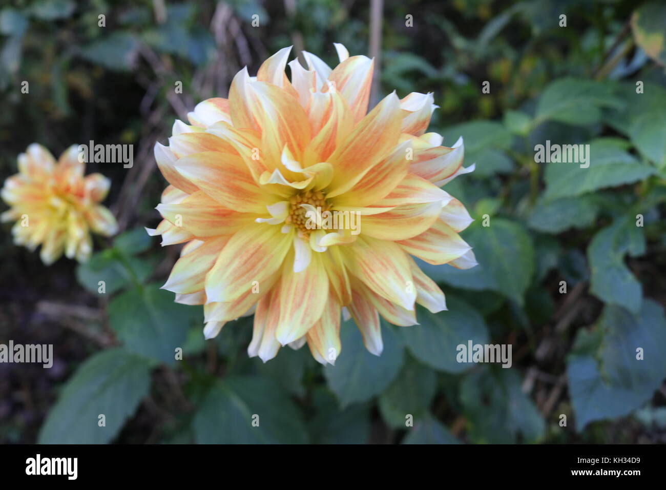 Beautiful autumn flowers berries hi-res stock photography and images ...