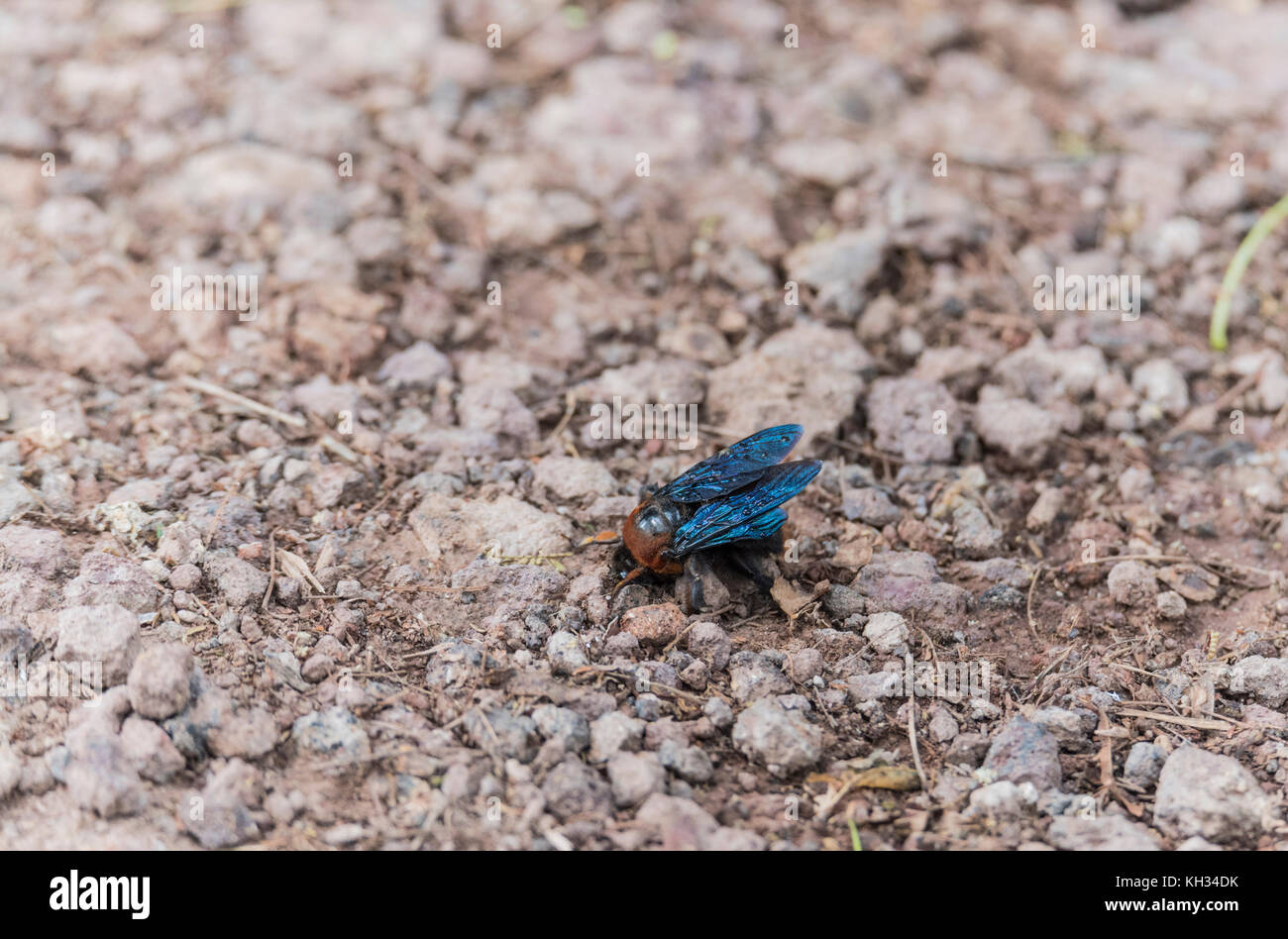 A soaked blue winged Carpenter Bee walking Stock Photo - Alamy