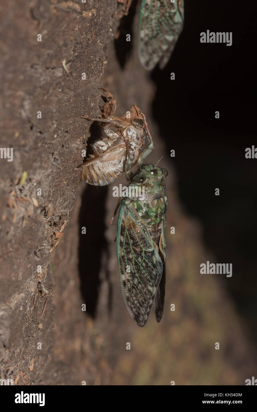 Hatching time hi-res stock photography and images - Alamy