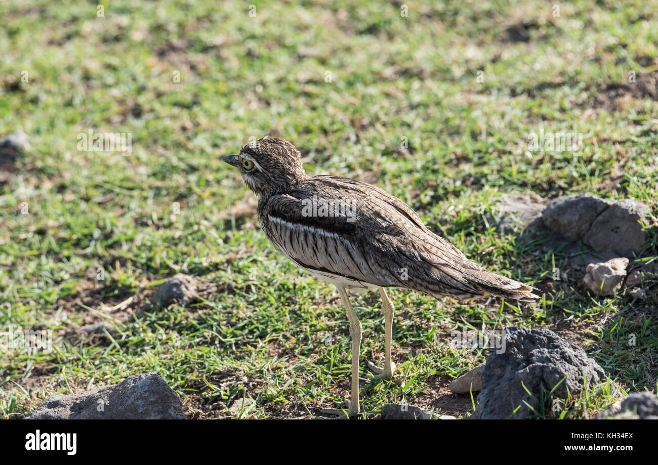 A Water Thick-Knee (Burhinus vermiculatus). Also known as a Water ...