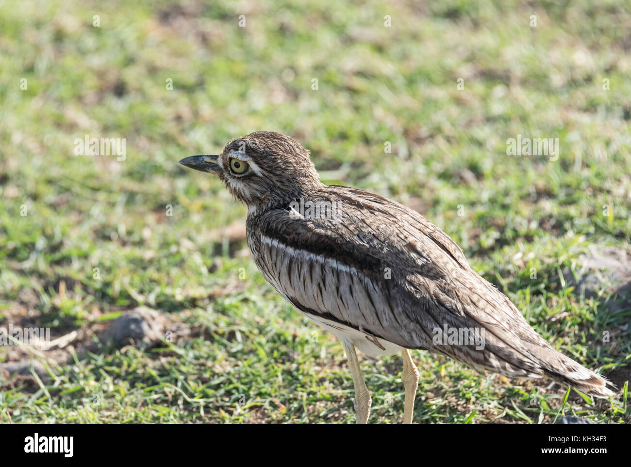 A Water Thick-Knee (Burhinus vermiculatus). Also known as a Water ...