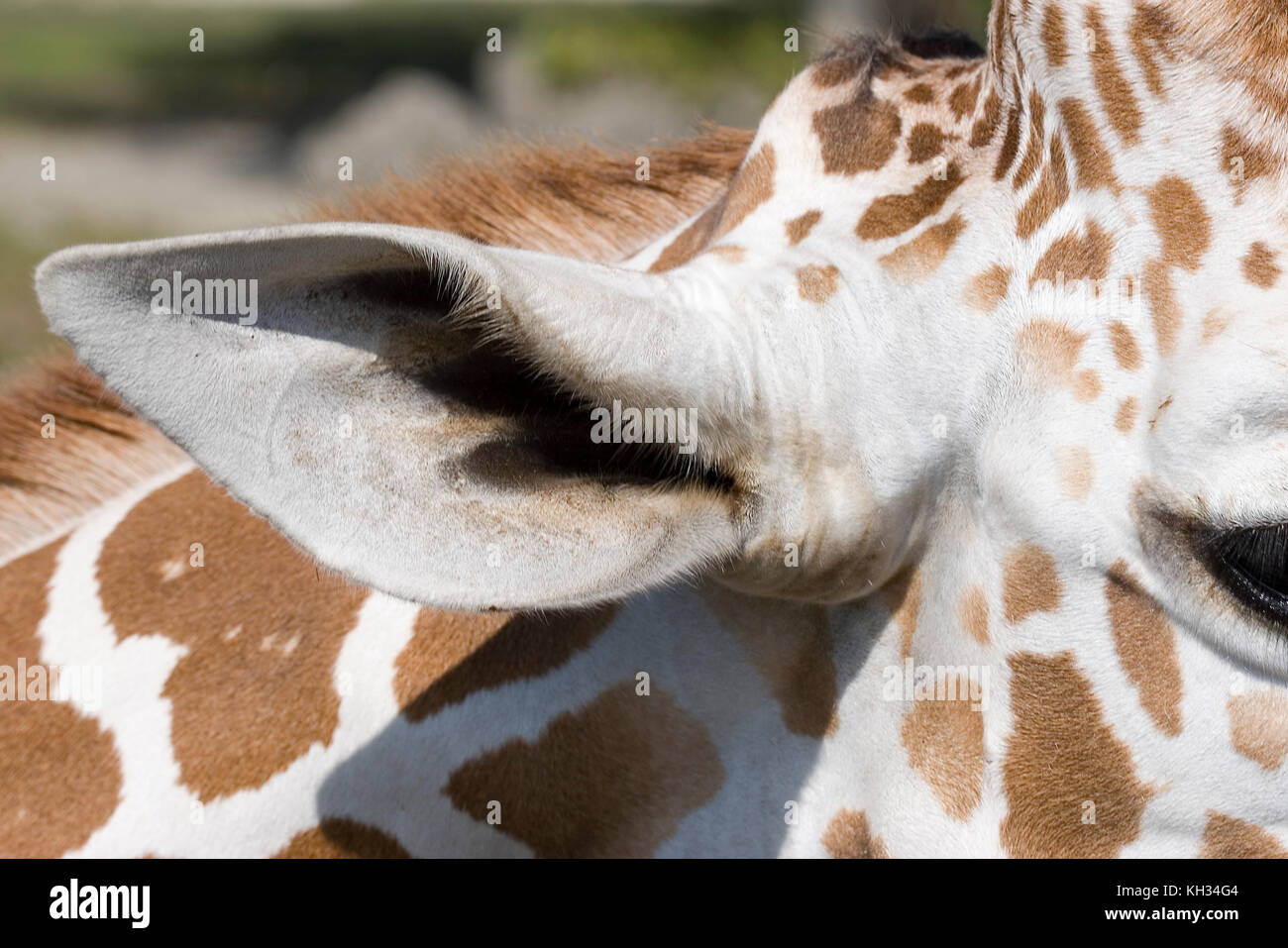 Ear of Reticulated giraffe Stock Photo - Alamy