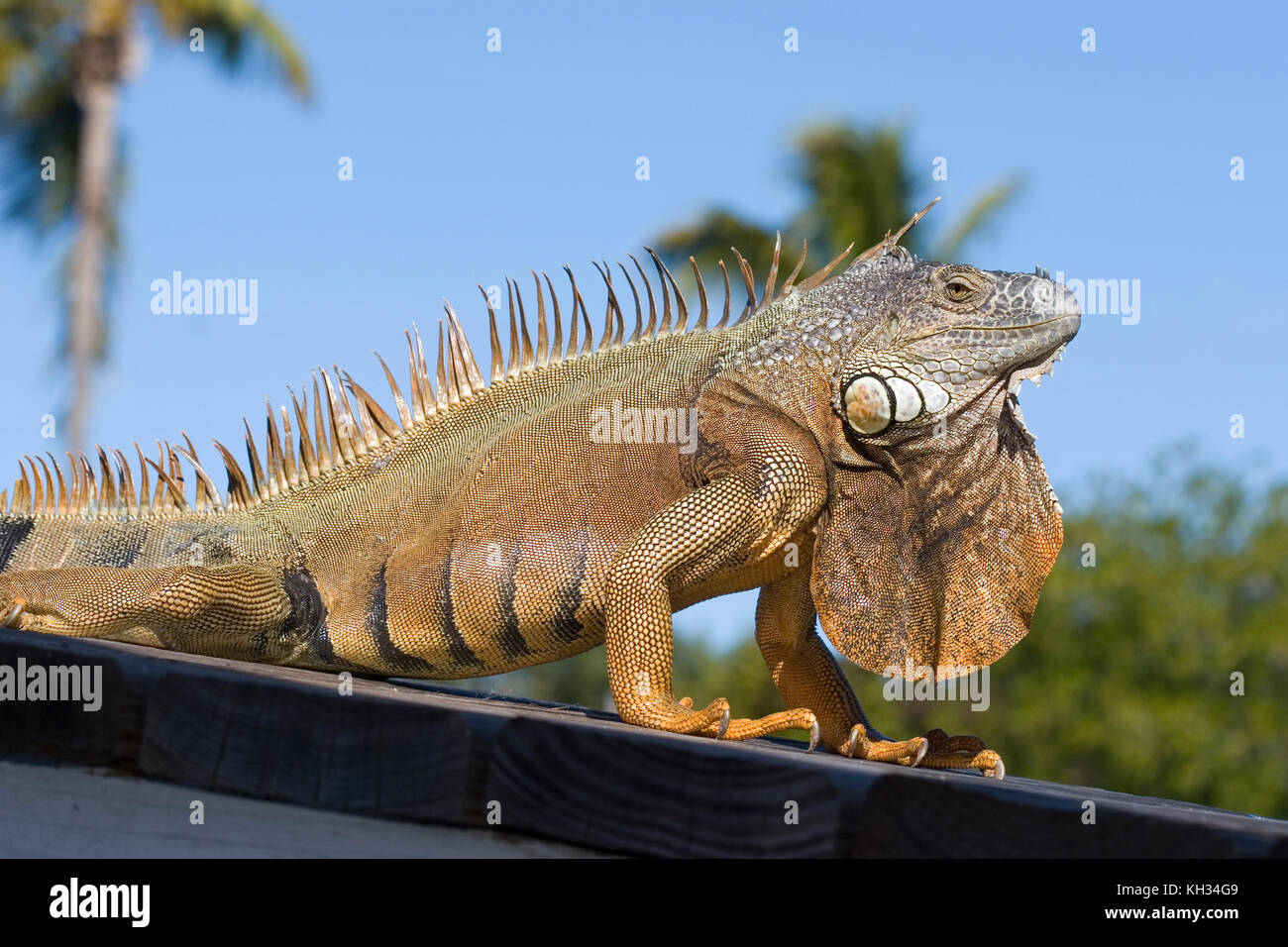 Green iguana florida keys hi-res stock photography and images - Alamy