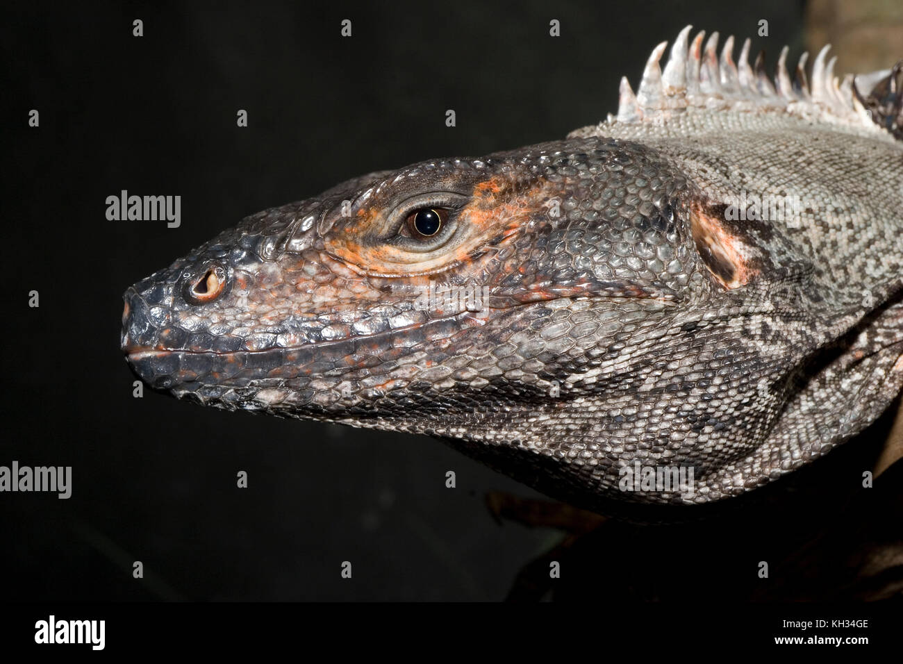 Black Spiny-Tailed Lizard, Ctenosaura similis Stock Photo - Alamy