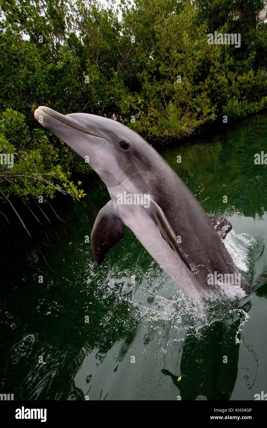 Dolphin tail hi-res stock photography and images - Alamy