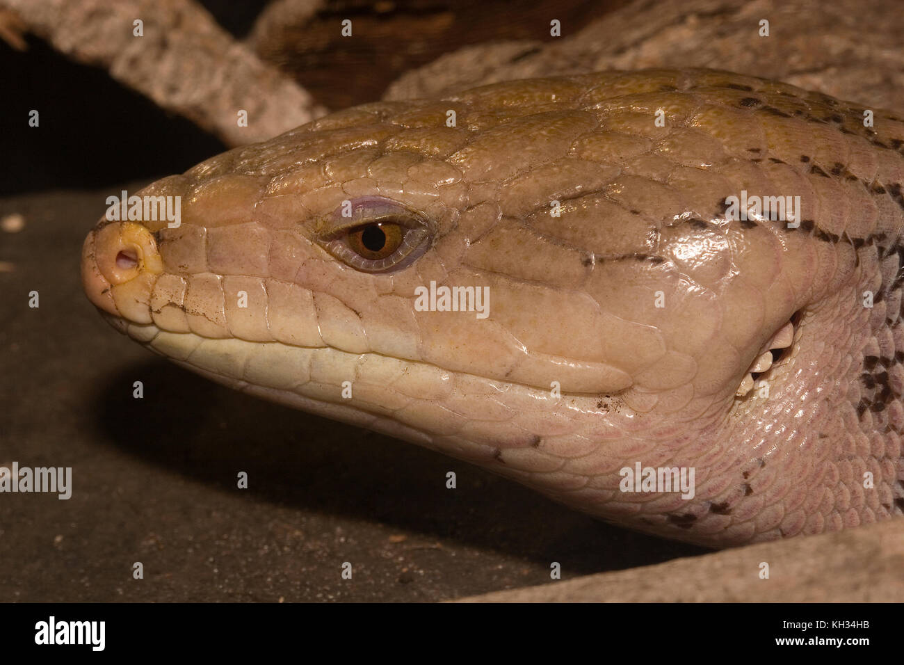 Blue-tongued skink, Tiliqua rugosa Stock Photo - Alamy