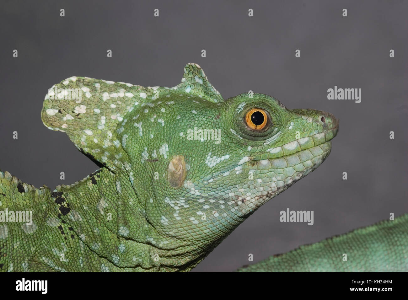 Plumed Basilisk, Basiliscus plumifrons Stock Photo - Alamy