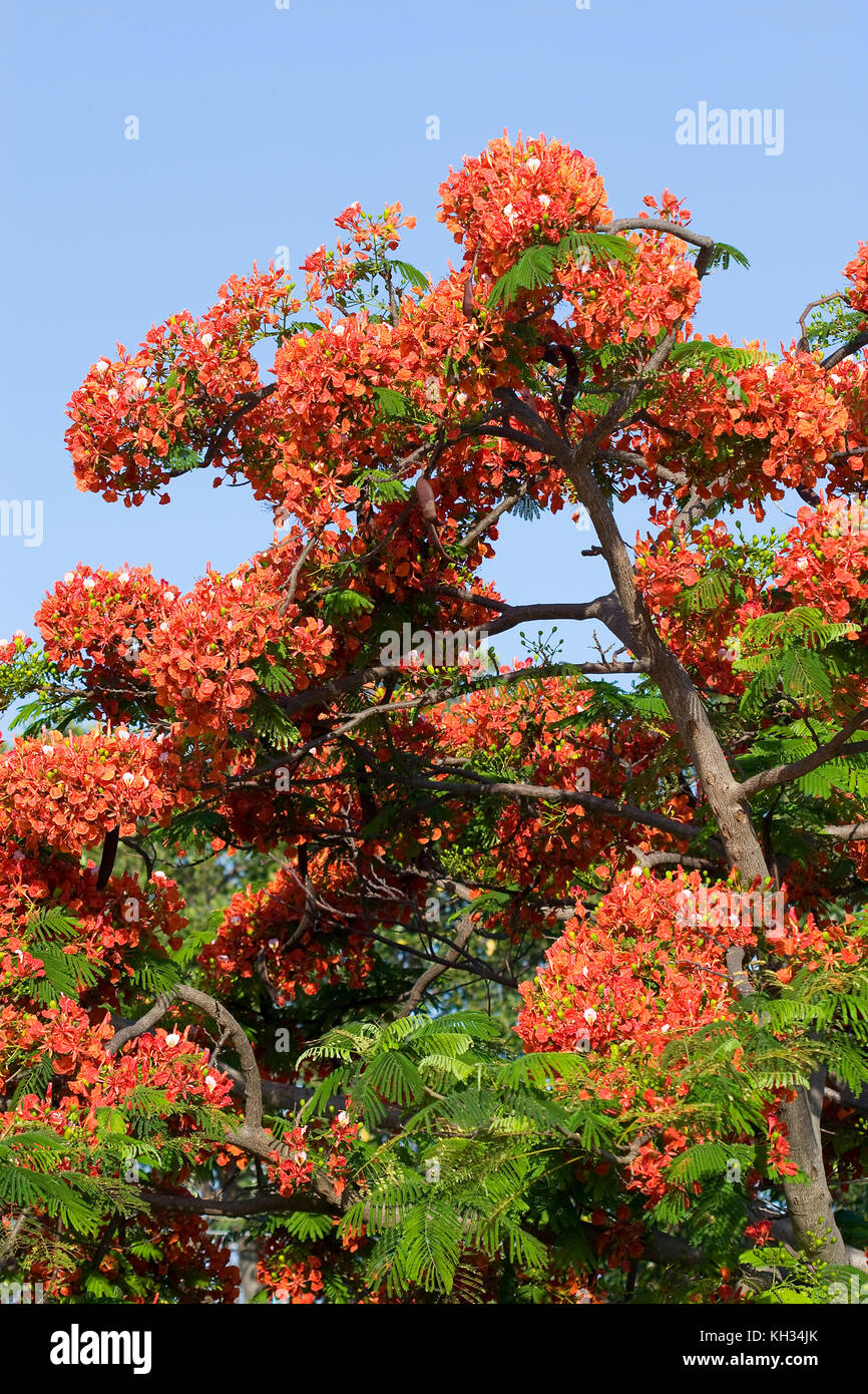 Royal poinciana tree hi-res stock photography and images - Alamy