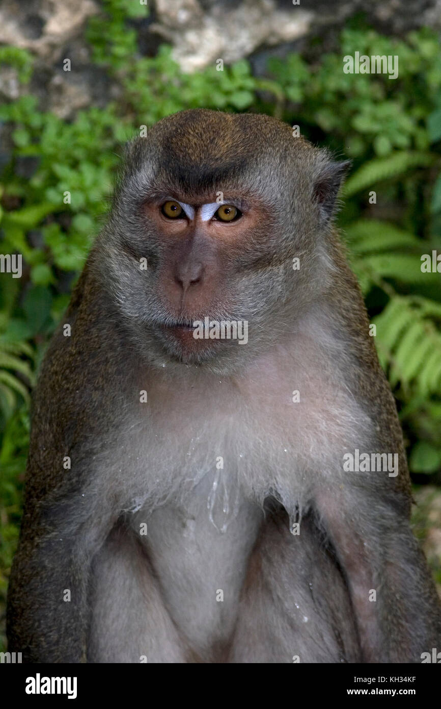 Crab-eating macaque, Macaca fascicularis, Java macaque Stock Photo - Alamy