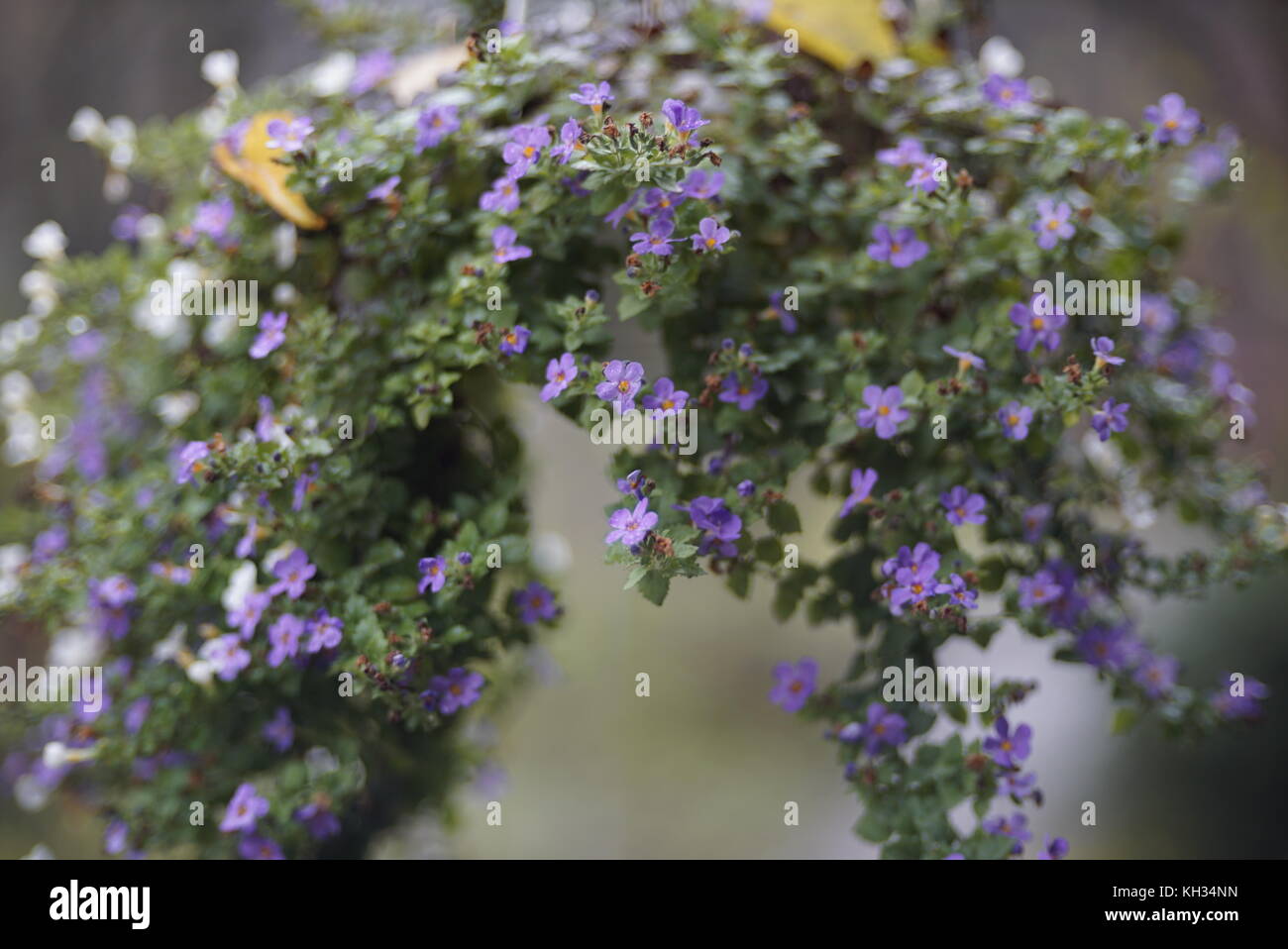 Outdoor hanging violet flowers Stock Photo - Alamy