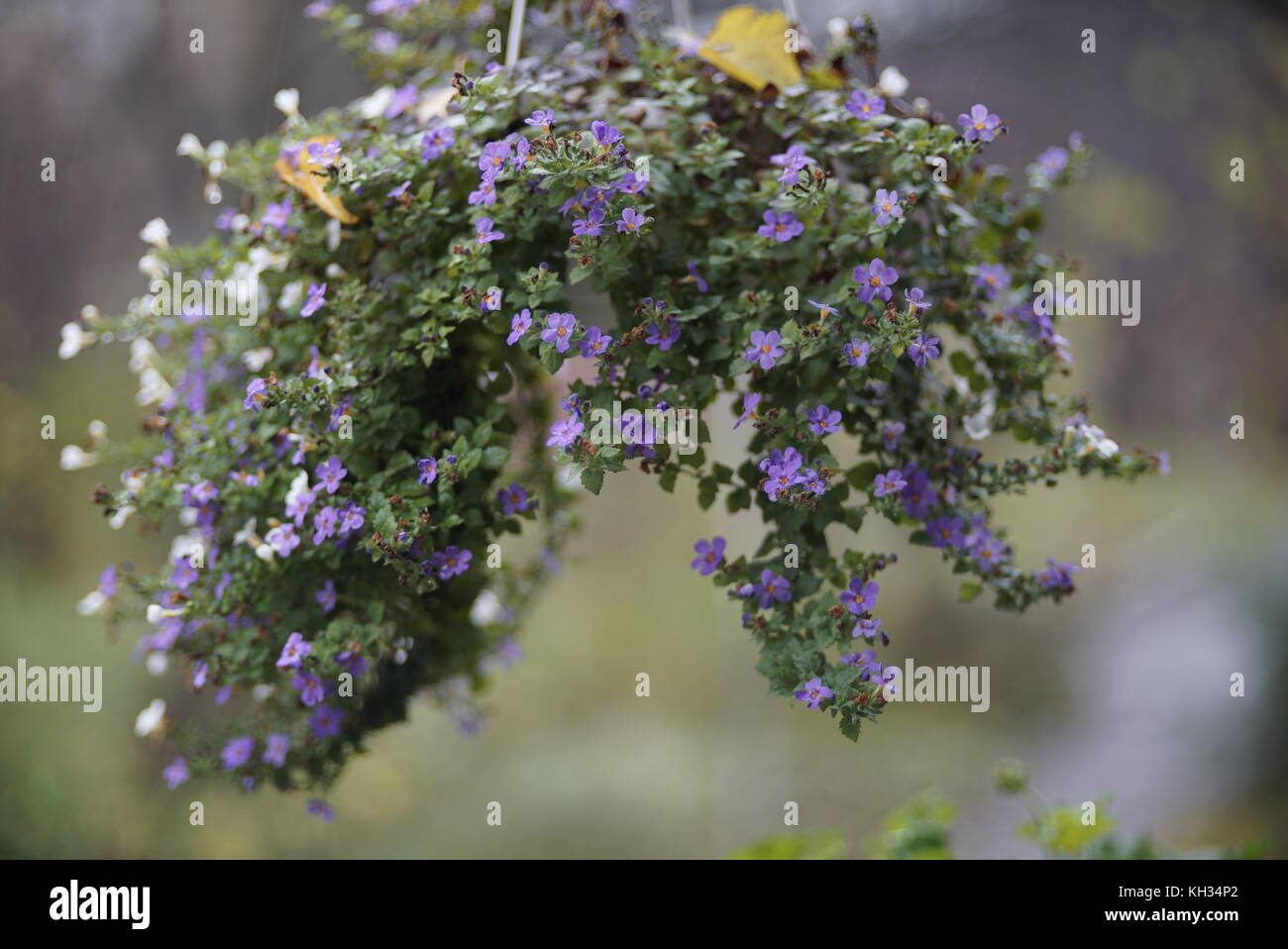 Outdoor hanging violet flowers Stock Photo - Alamy