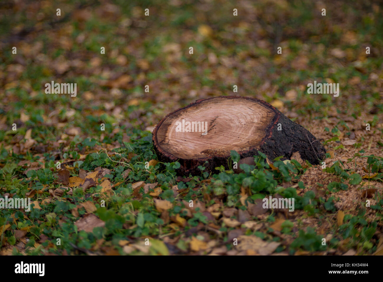 Stump from a cut tree Stock Photo - Alamy