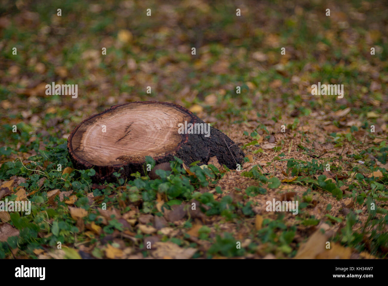 Stump from a cut tree Stock Photo - Alamy