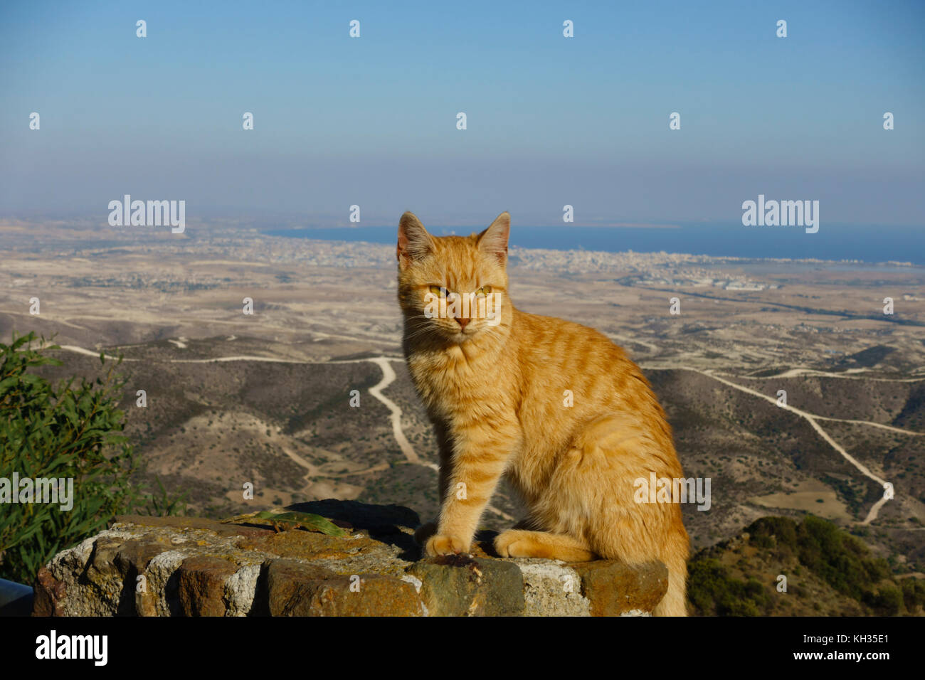 Ginger cat sitting on the wall at Stavrovouni Monastery overlooking ...