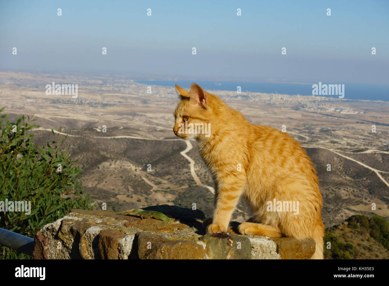 Ginger cat sitting on the wall at Stavrovouni Monastery overlooking ...