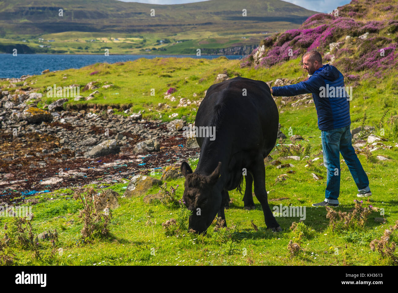 Black cow scotland hi-res stock photography and images - Alamy