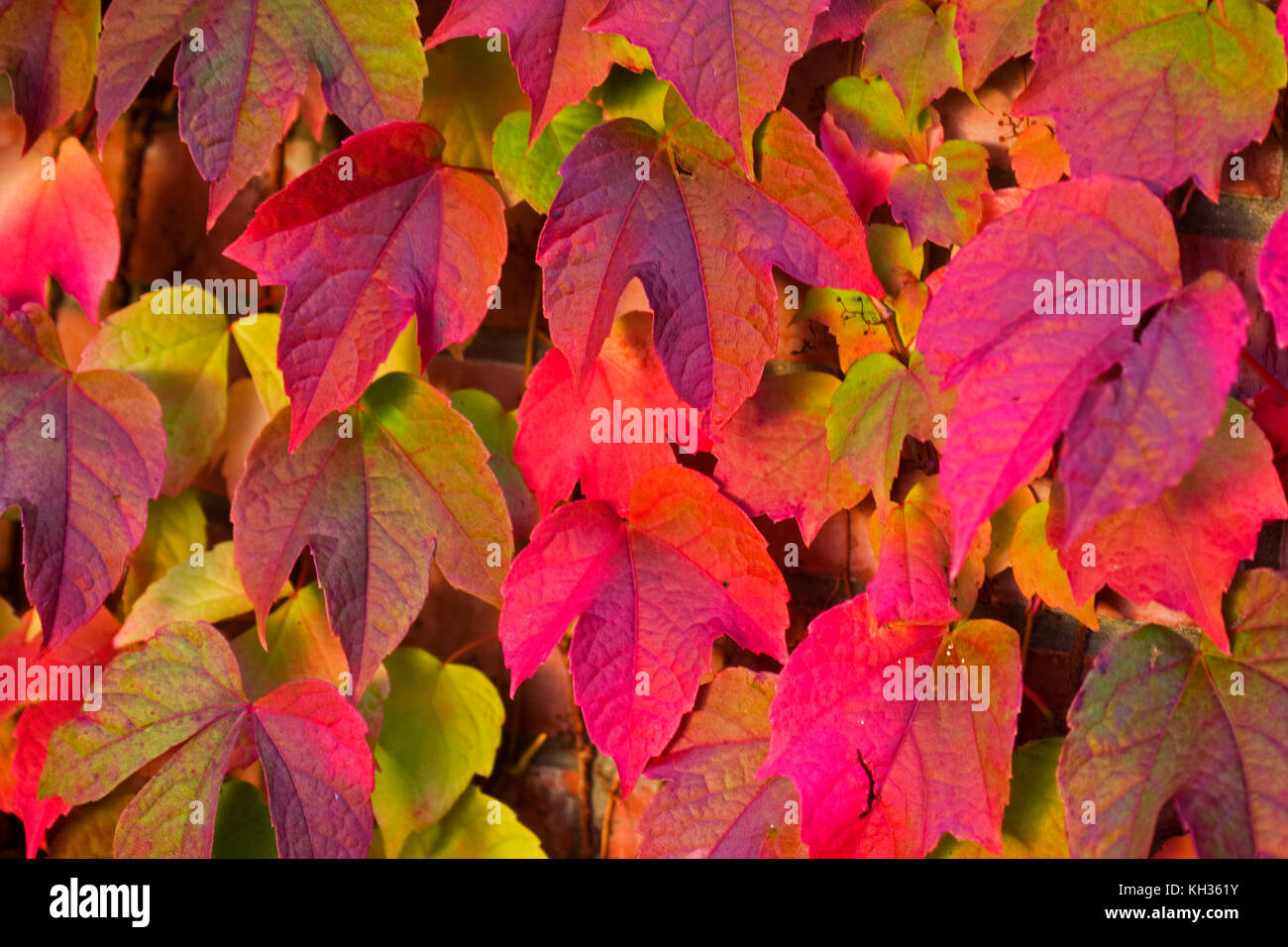 Red leaves of Virginia creeper in autumn Stock Photo - Alamy