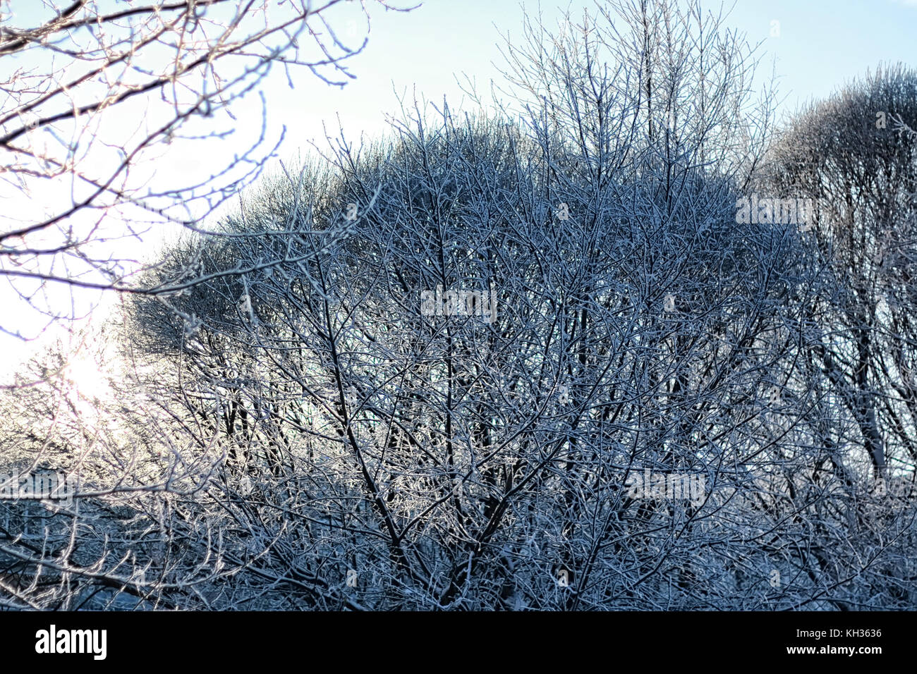 winter snow covered tree branches Stock Photo - Alamy
