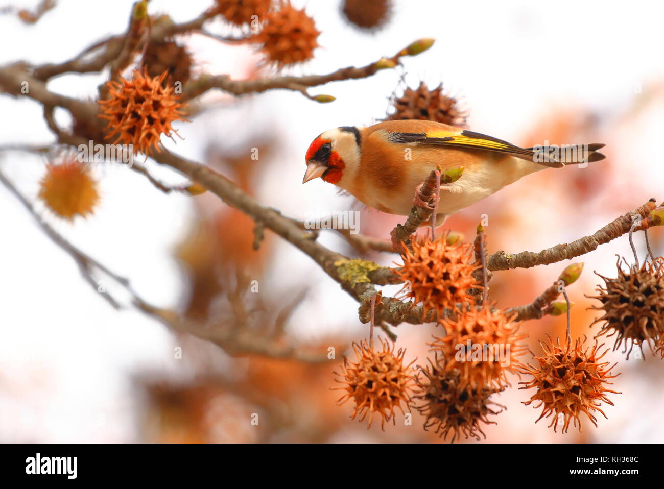 European goldfinch on tree Stock Photo - Alamy