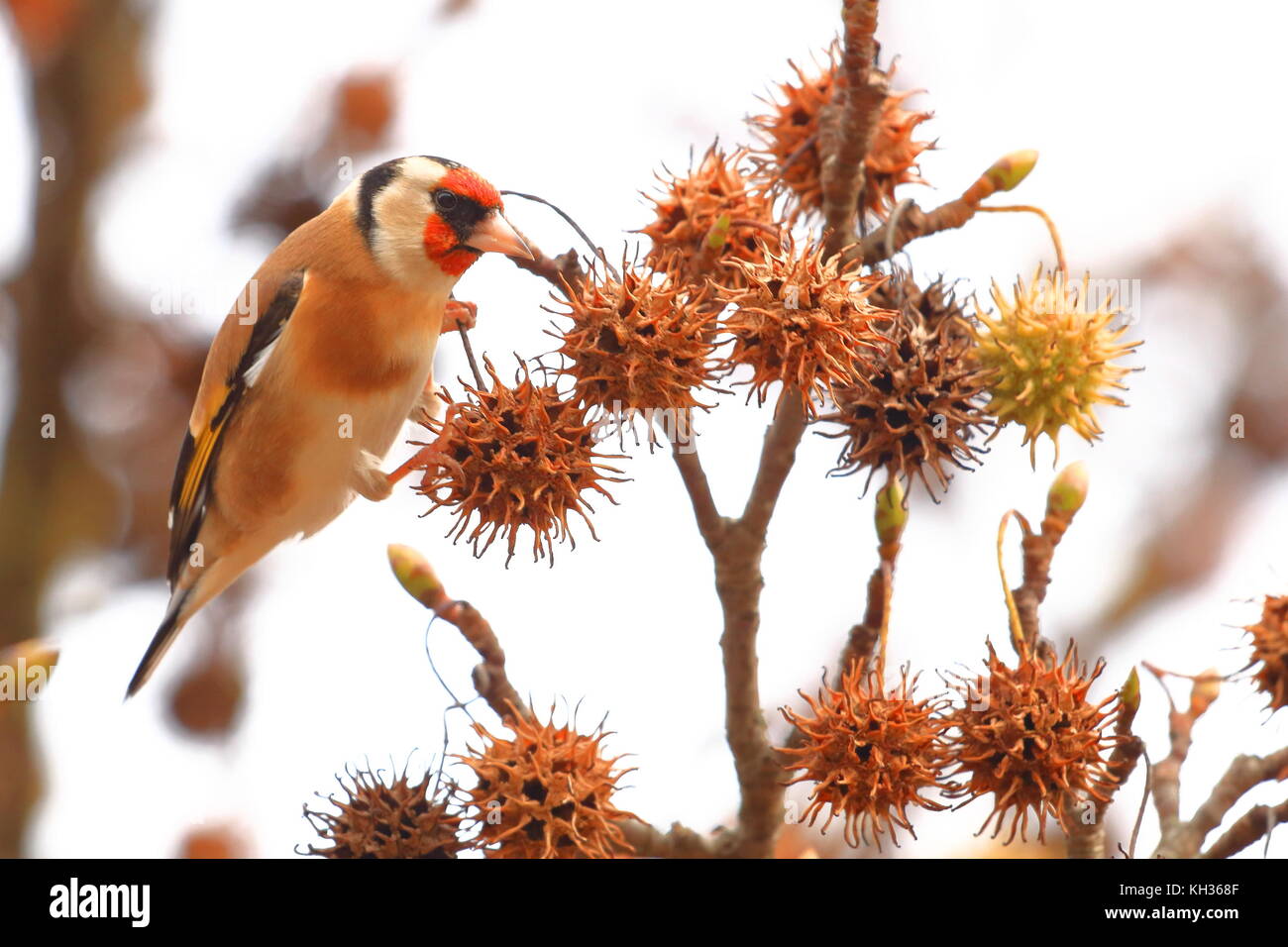 European goldfinch on tree Stock Photo - Alamy