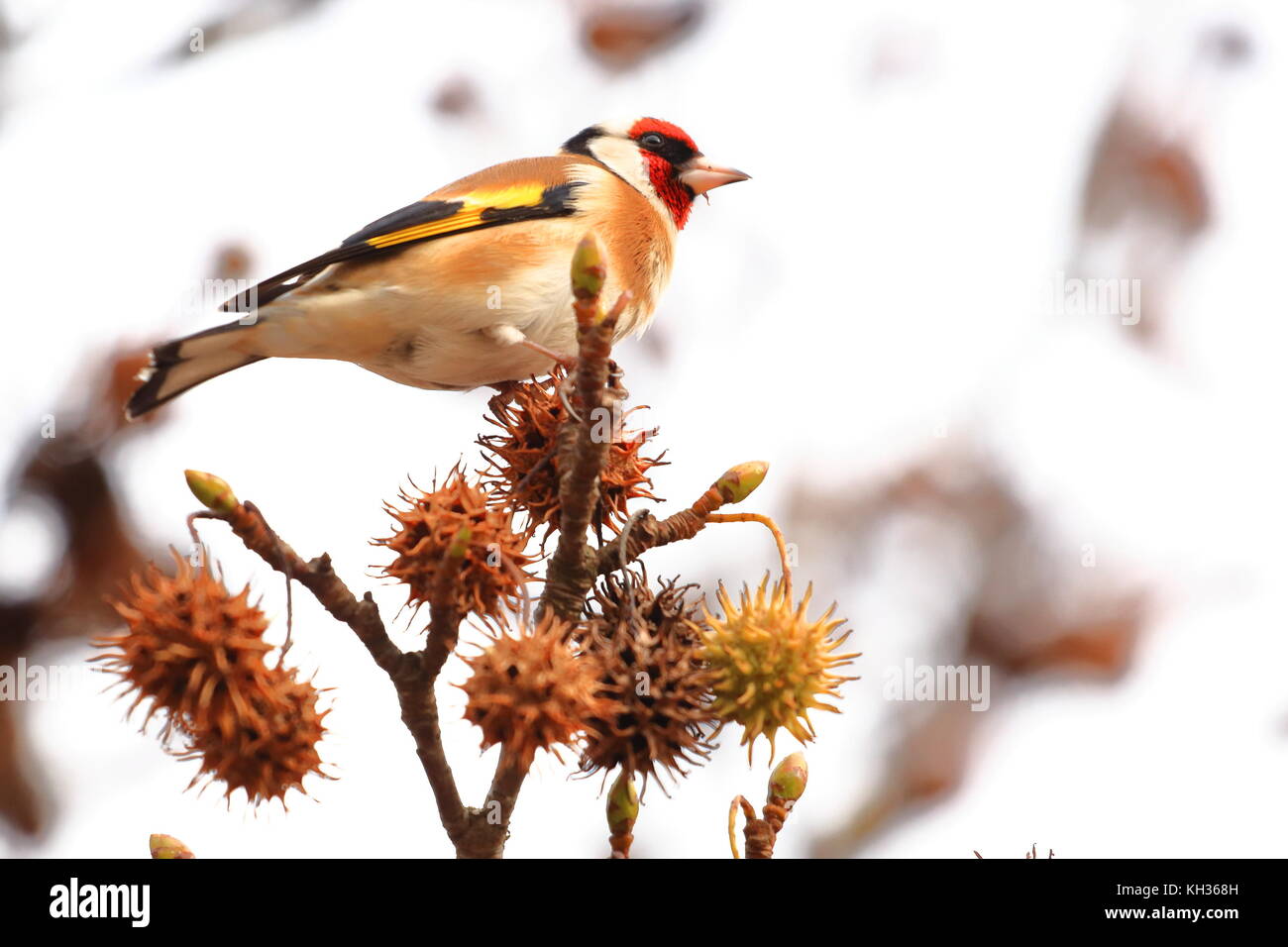 European goldfinch on tree Stock Photo - Alamy