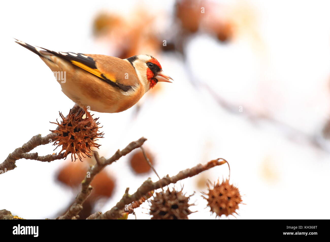 European goldfinch on tree Stock Photo - Alamy