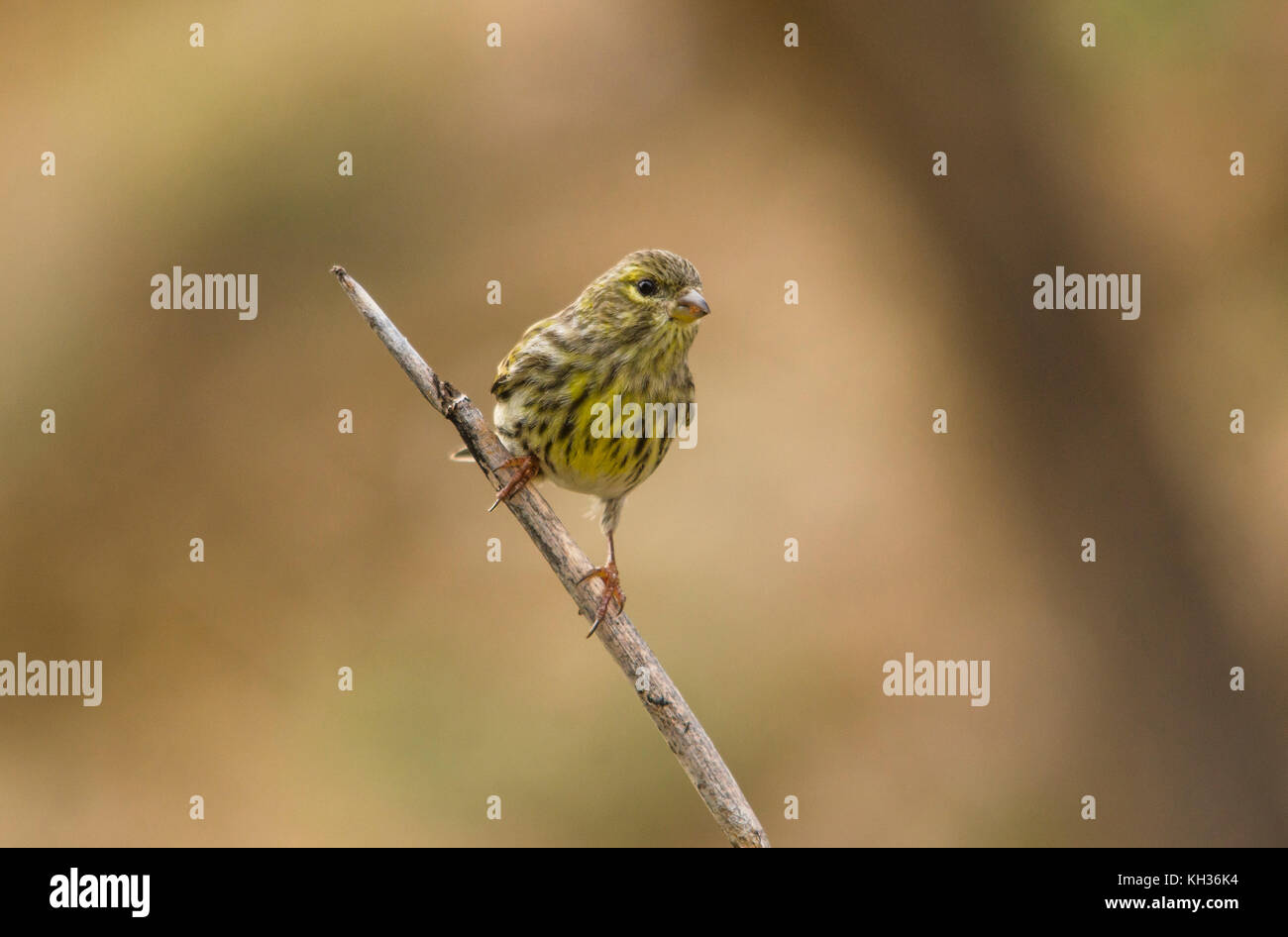 Serin garden hi-res stock photography and images - Alamy