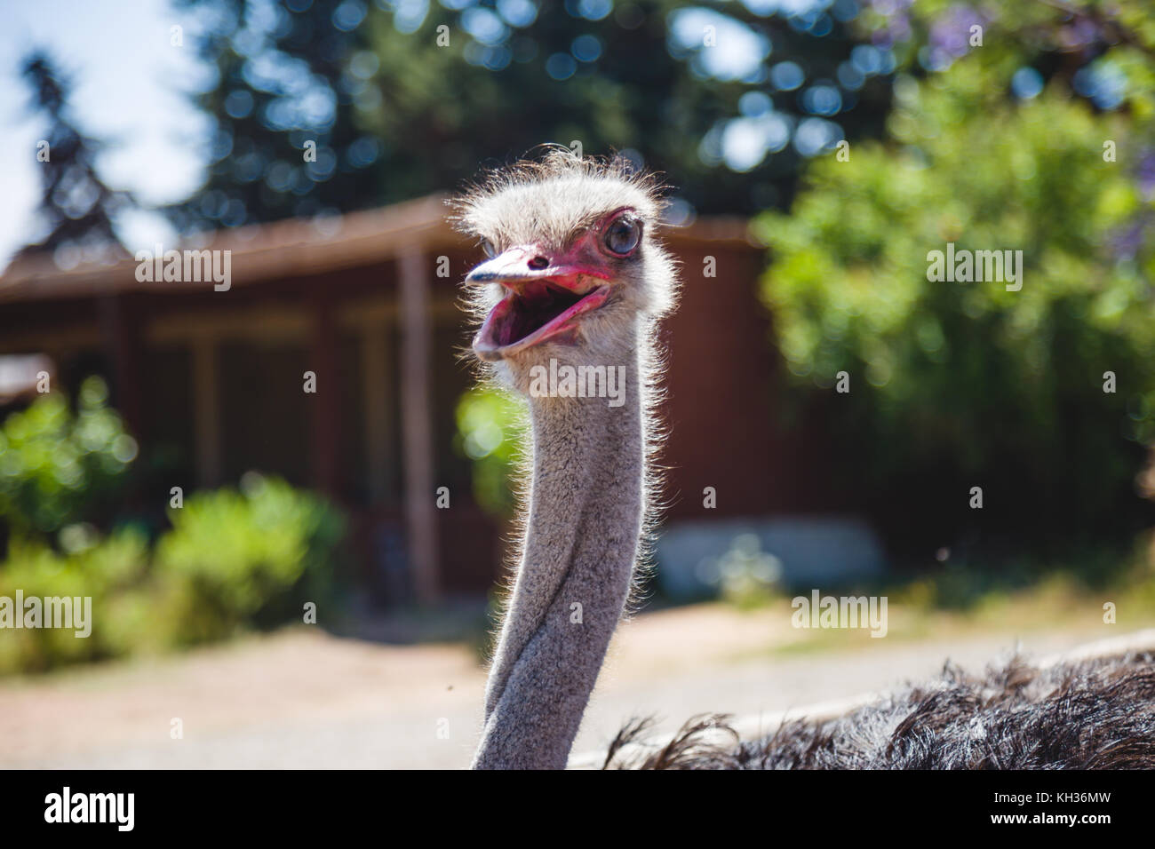 Ostrich open beak Stock Photo - Alamy