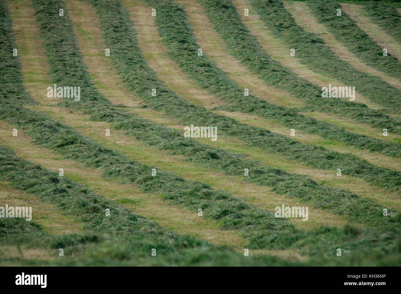 Fresh cut hay in a field Stock Photo - Alamy