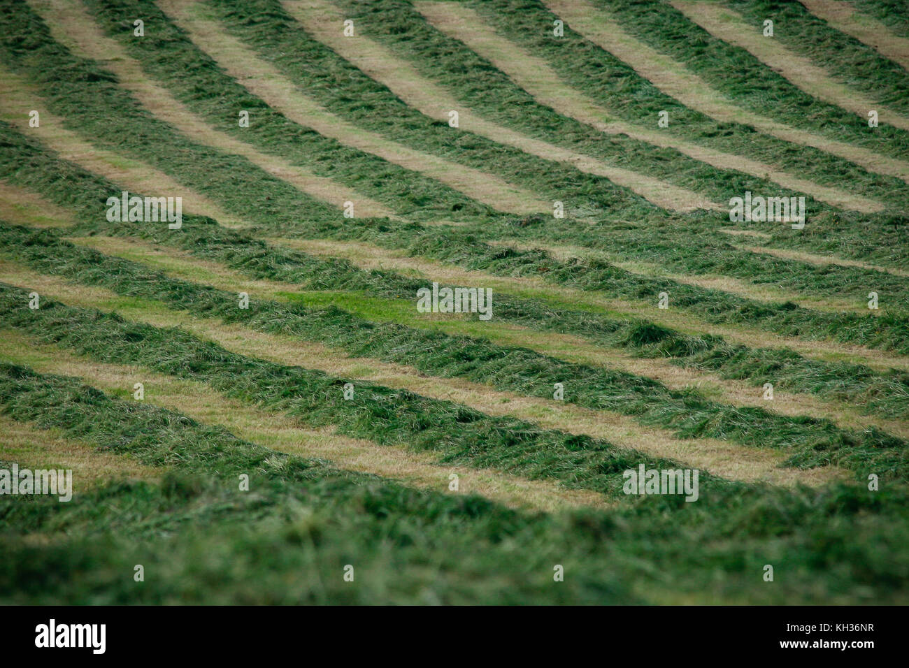 Cut in field hi-res stock photography and images - Alamy