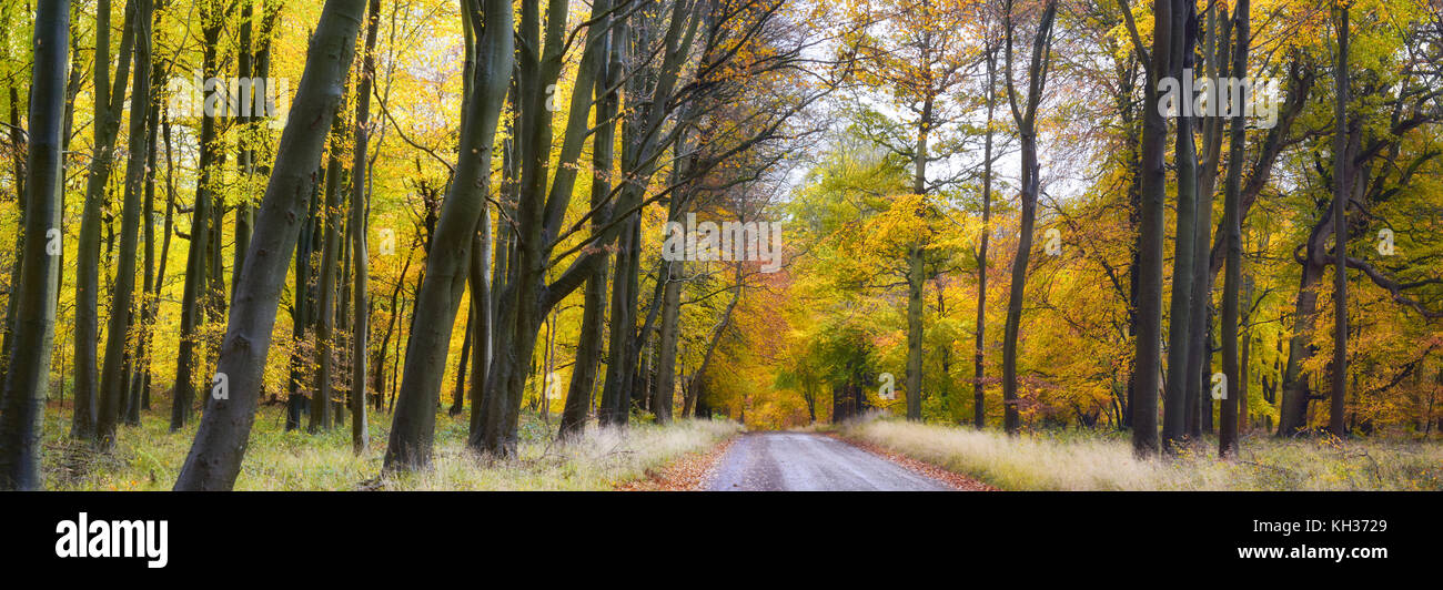 Autmun forest hi-res stock photography and images - Alamy
