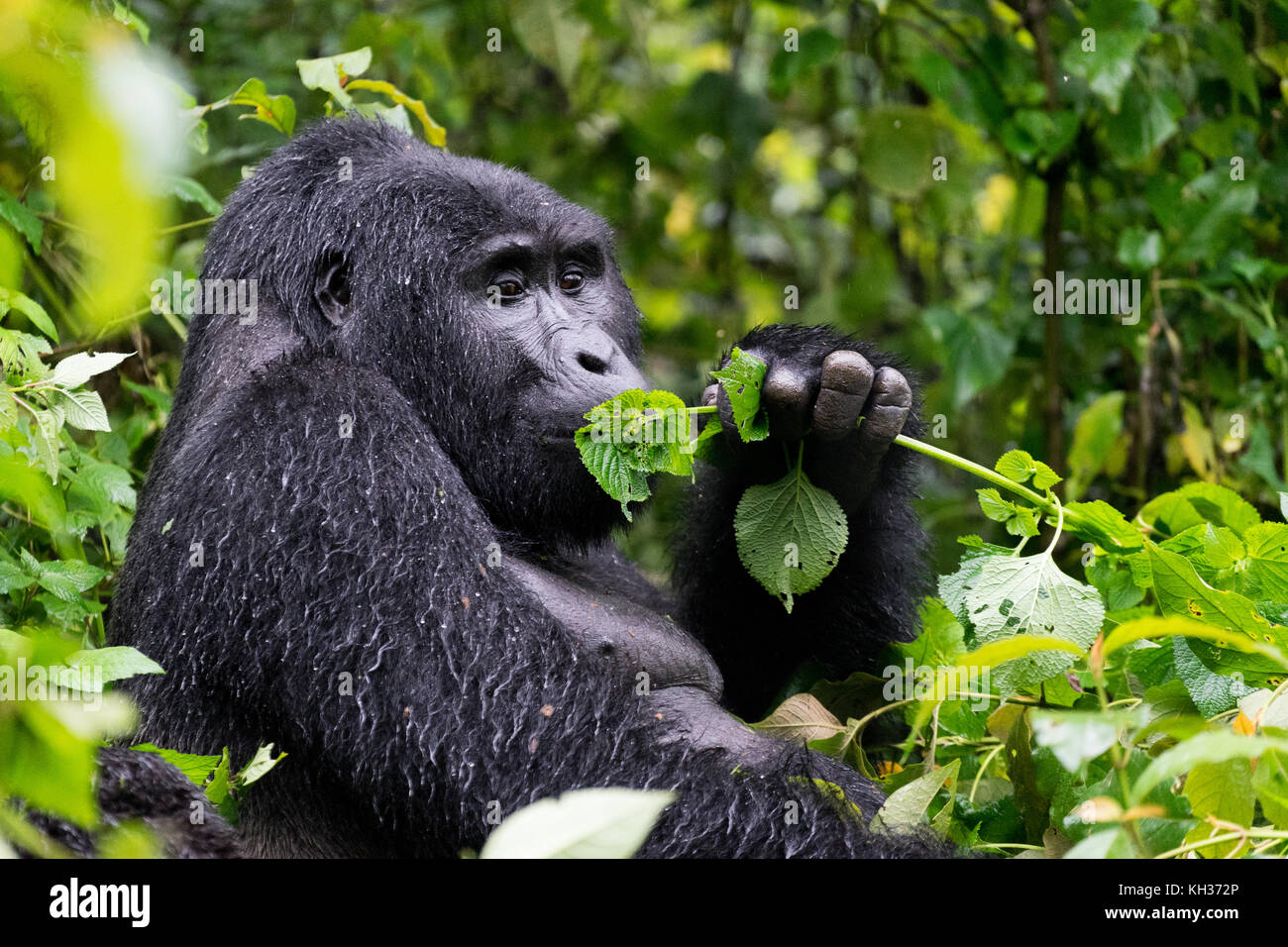 Gorilla in Bwindi Park Uganda Wildlife Stock Photo - Alamy