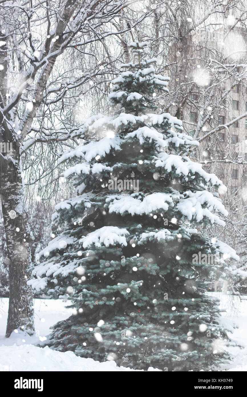 winter fir tree snow Stock Photo - Alamy