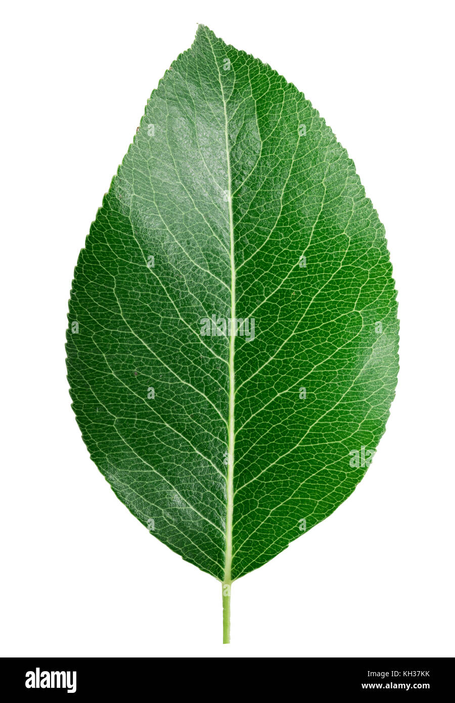 Fresh green pear leaf isolated on white background with clipping path ...