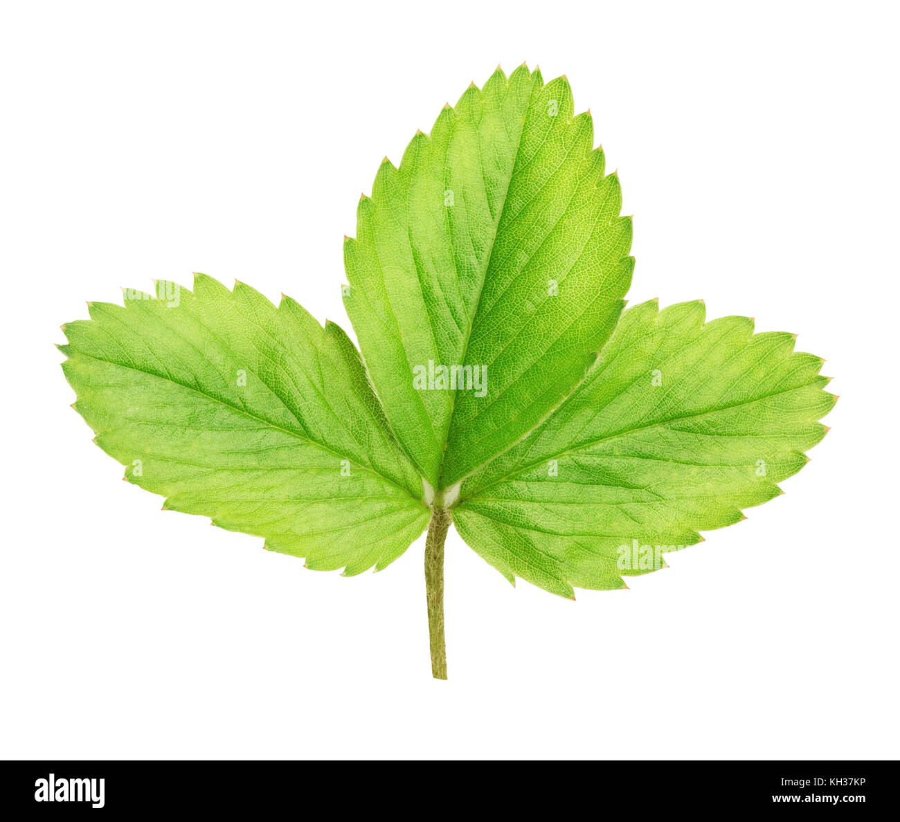 Fresh green strawberry leaf isolated on white background with clipping ...