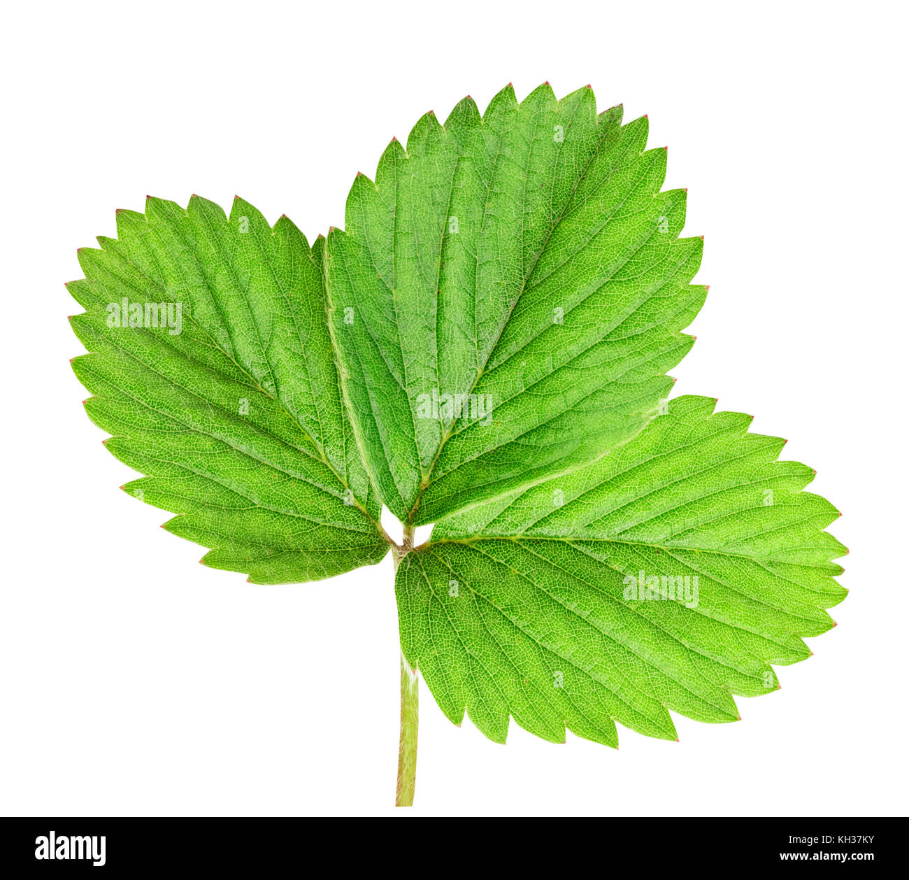 Fresh green strawberry leaf isolated on white background with clipping ...