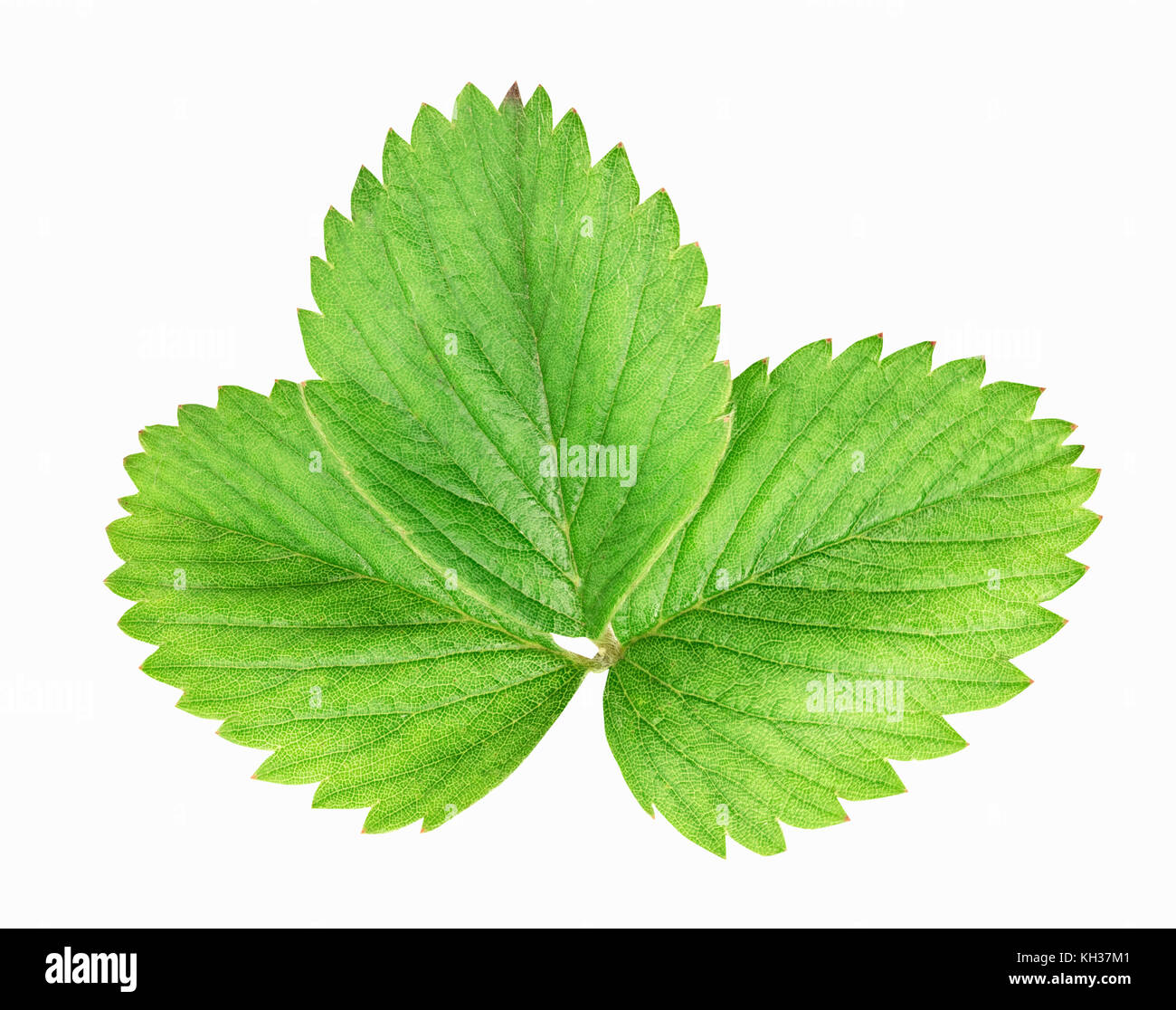 Fresh green strawberry leaf isolated on white background with clipping ...