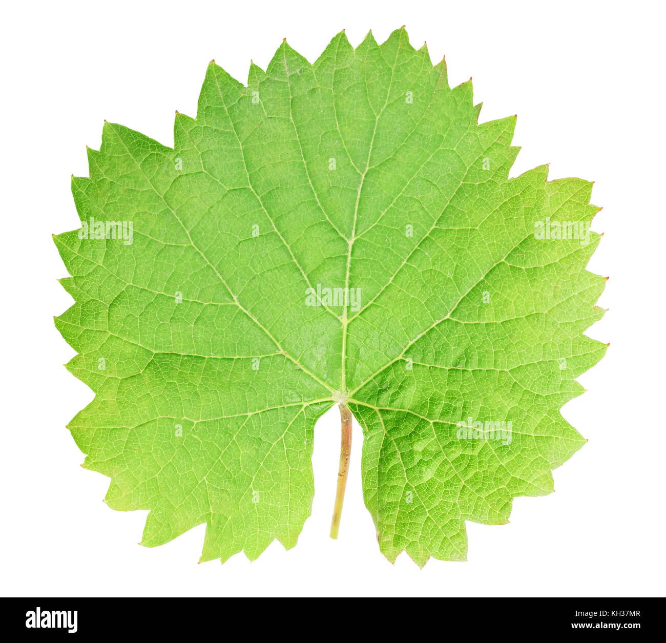 Fresh green grape leaf isolated on white background with clipping path ...