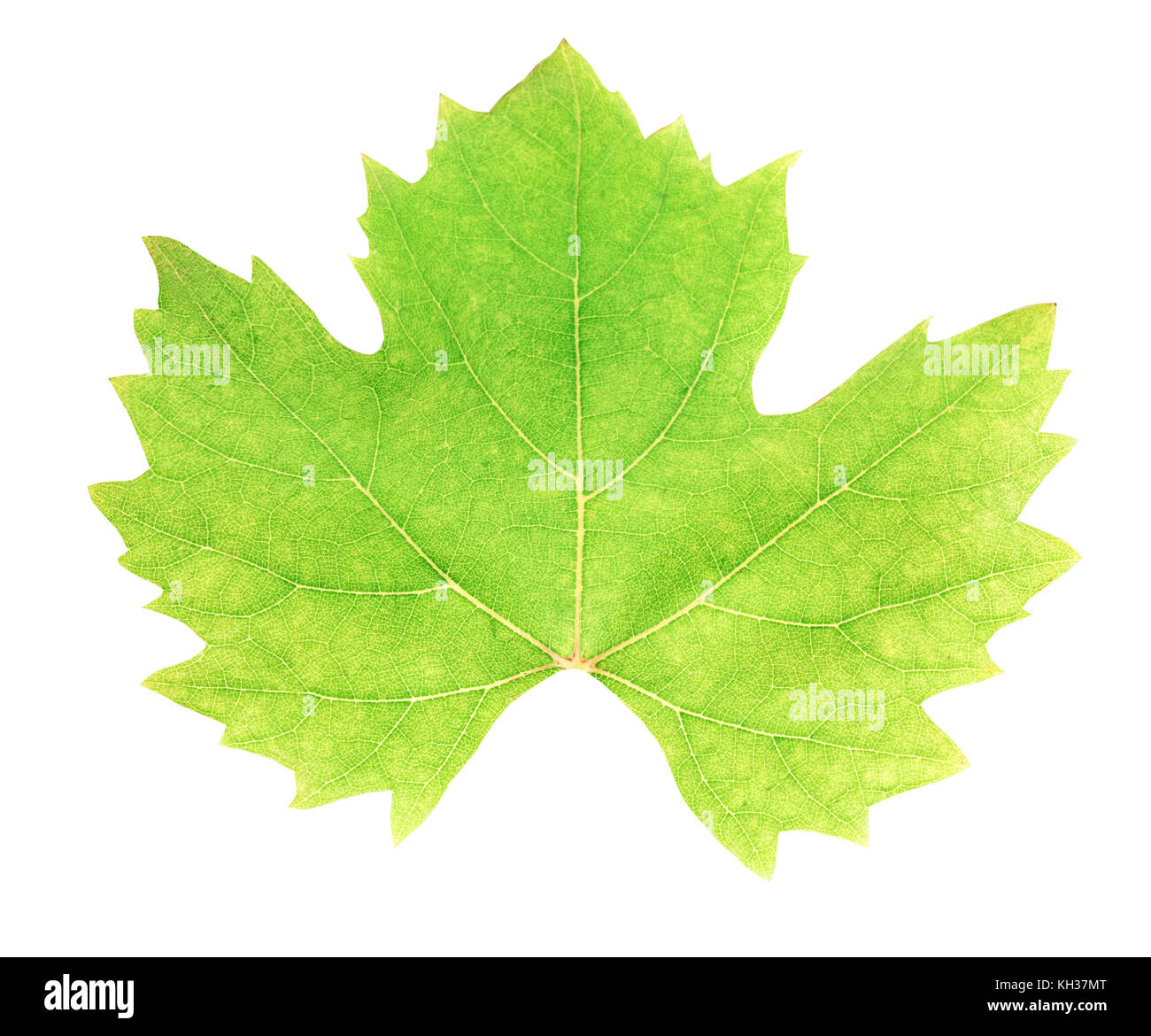 Fresh green grape leaf isolated on white background with clipping path ...