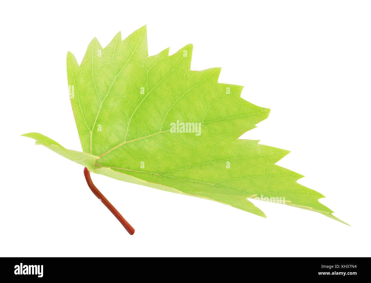 Fresh green grape leaf isolated on white background with clipping path ...