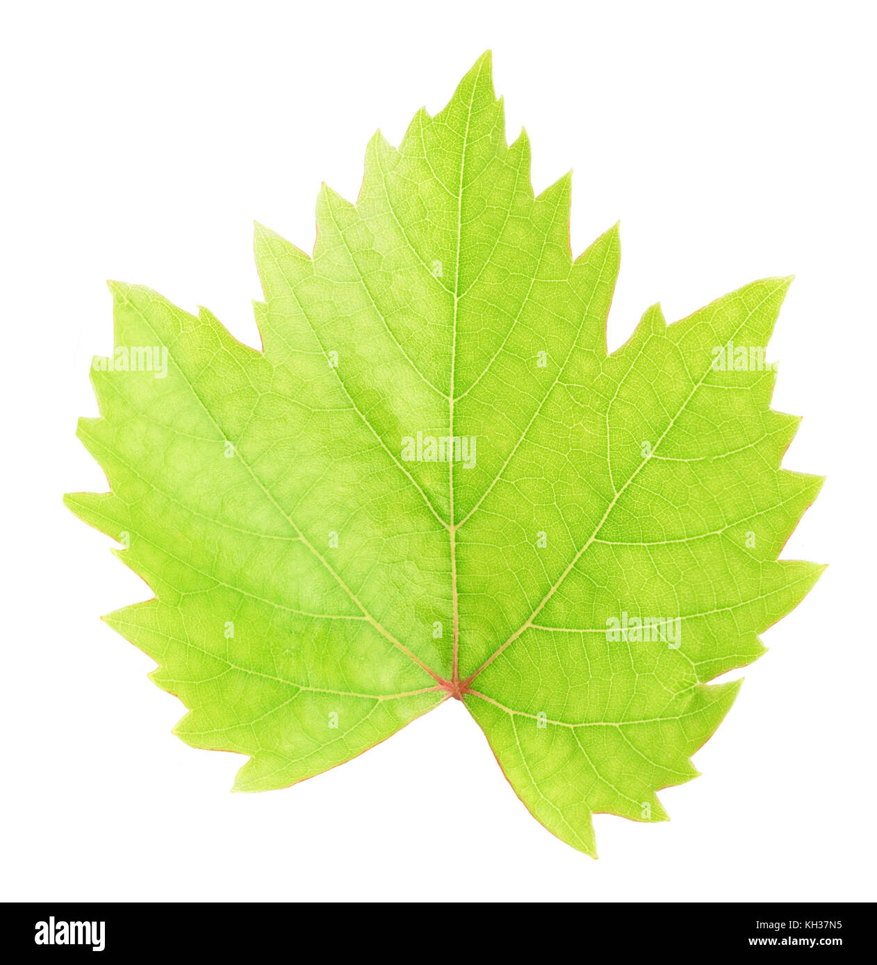 Fresh green grape leaf isolated on white background with clipping path ...