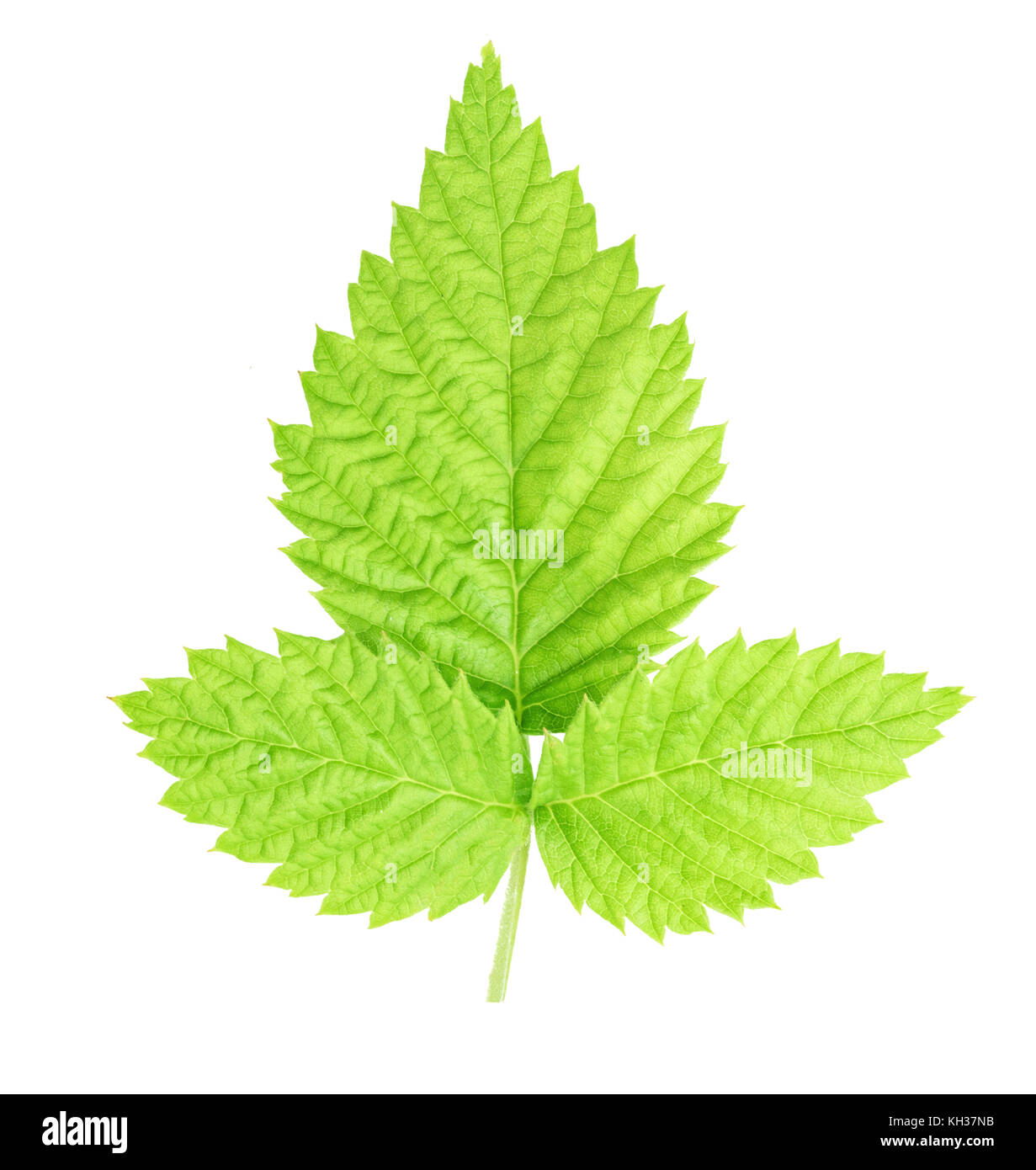 Fresh green raspberry leaf isolated on white background with clipping ...