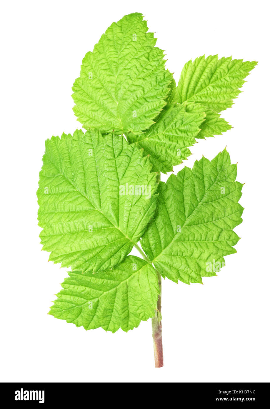 Fresh green raspberry leaf isolated on white background with clipping ...