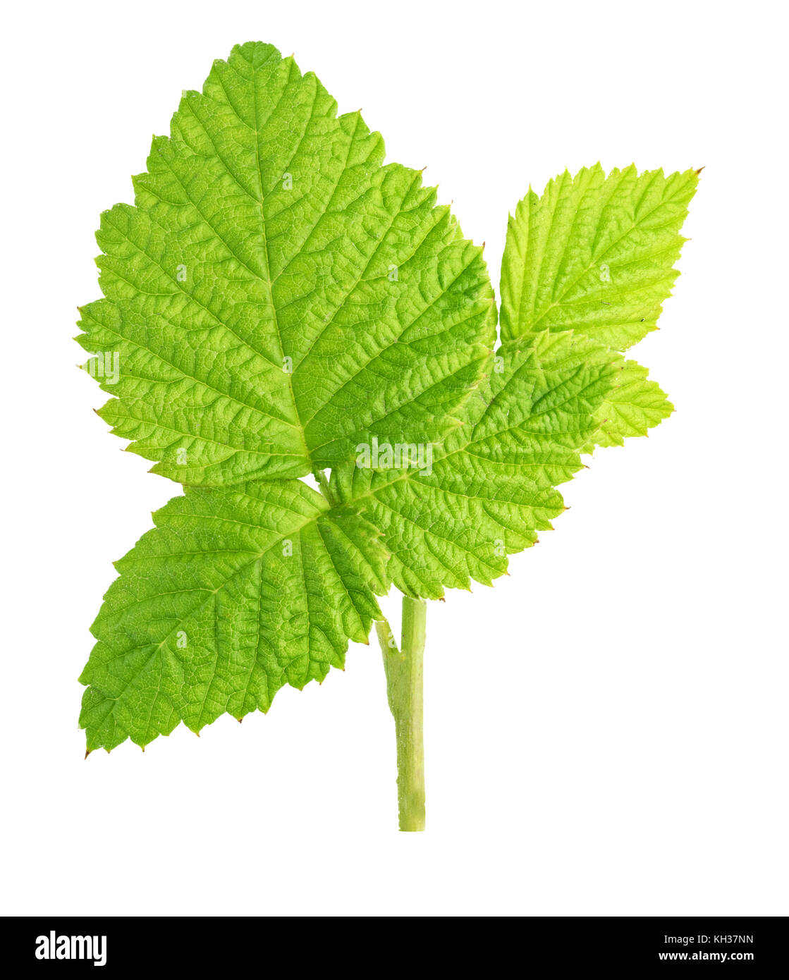Fresh green raspberry leaf isolated on white background with clipping ...