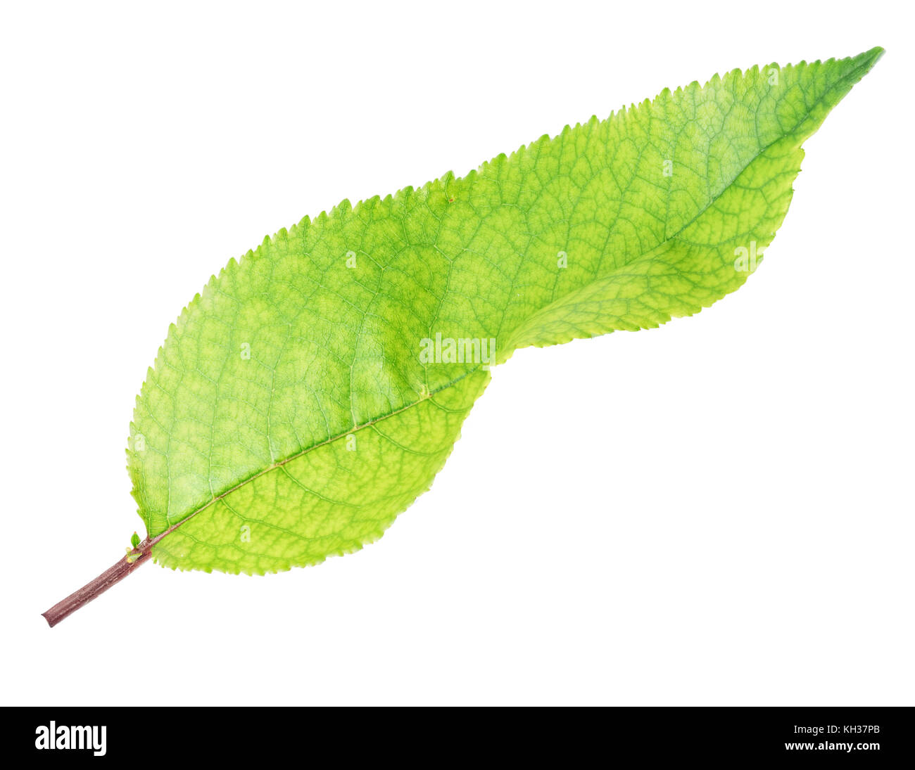 Fresh green apple leaf isolated on white background with clipping path ...