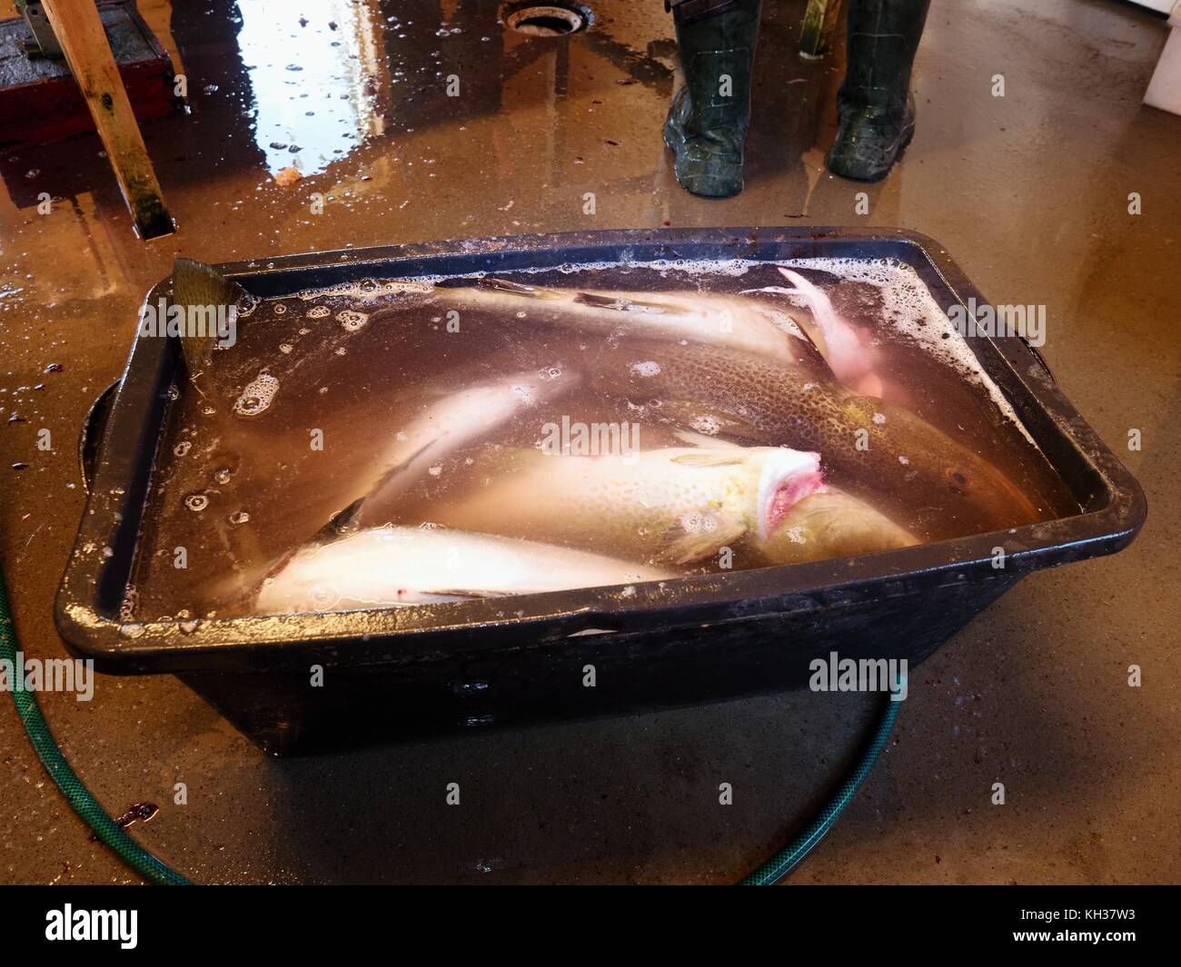 Fish slaughterhouse hi-res stock photography and images - Alamy