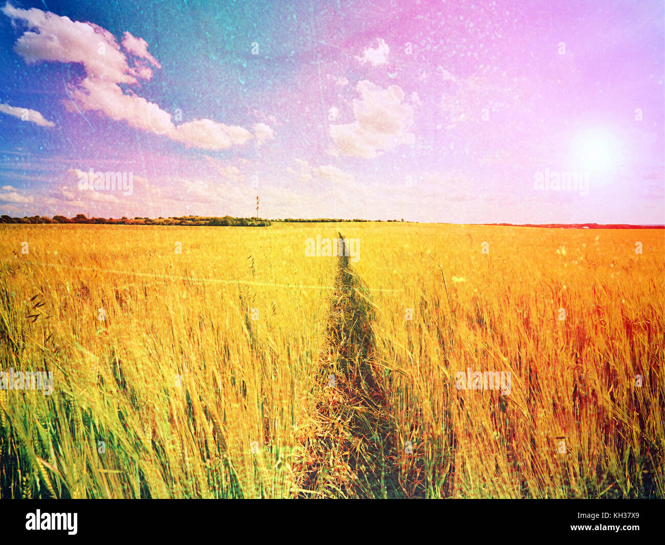 Flare, soft focus. Afternoon golden field of barley. The Sun above the ...