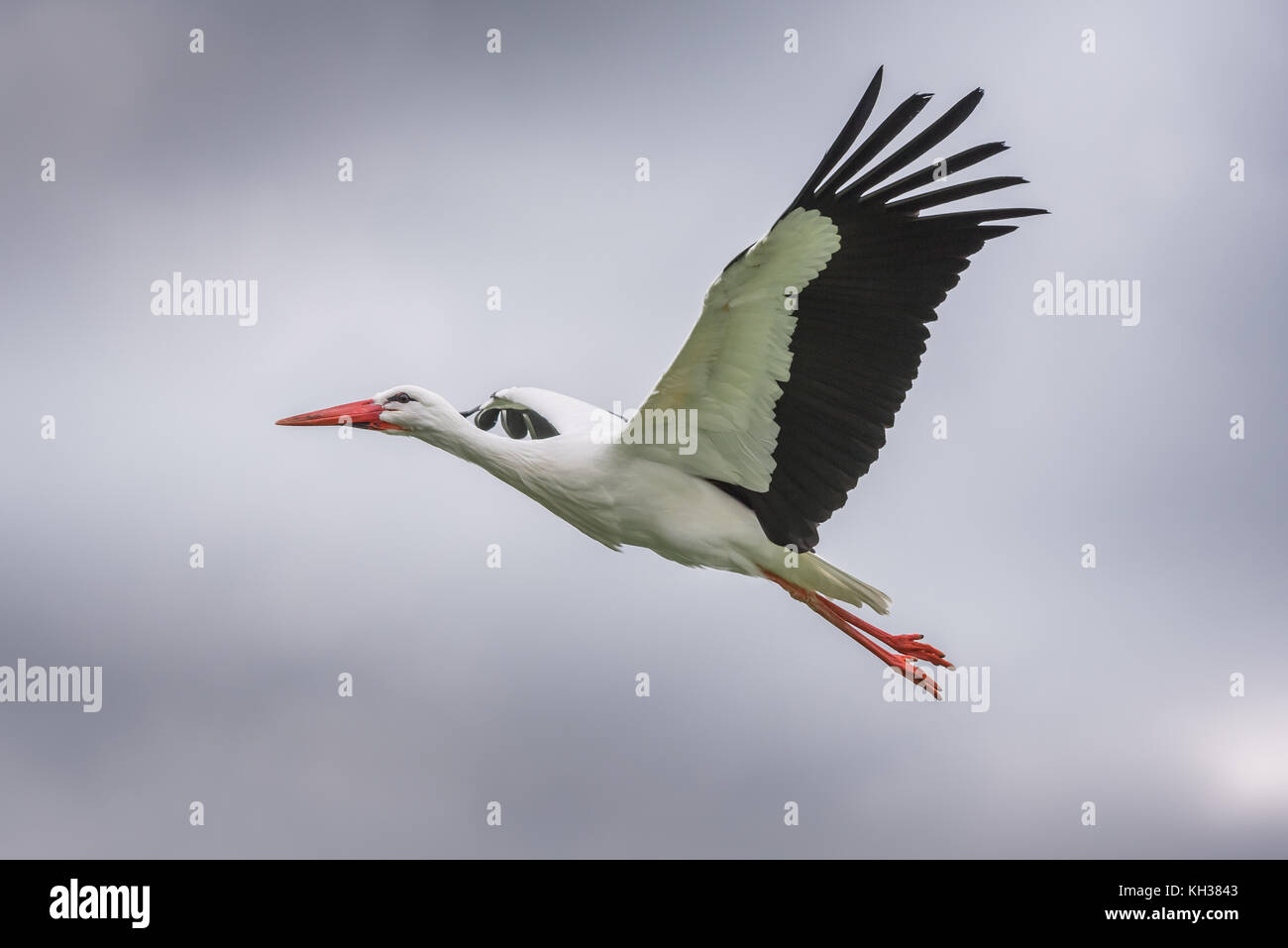 Stalk bird hi-res stock photography and images - Alamy