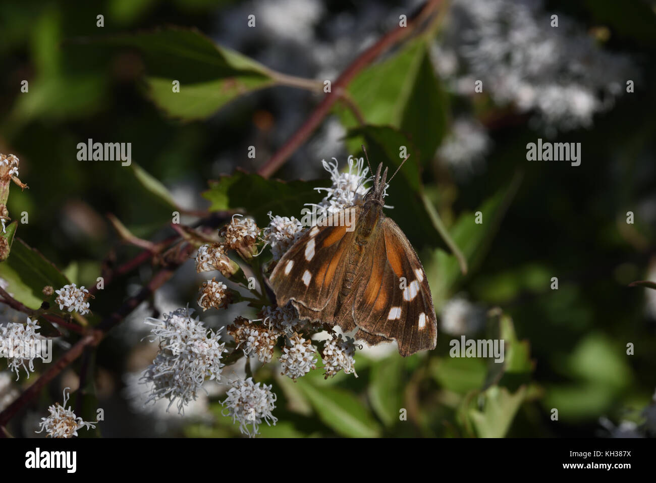 American snouts hi-res stock photography and images - Alamy