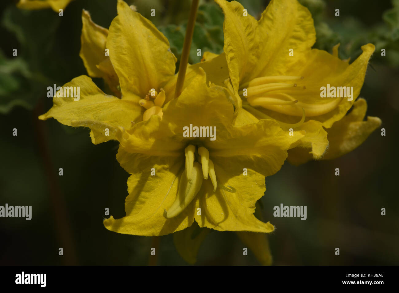 Texas nightshade hi-res stock photography and images - Alamy